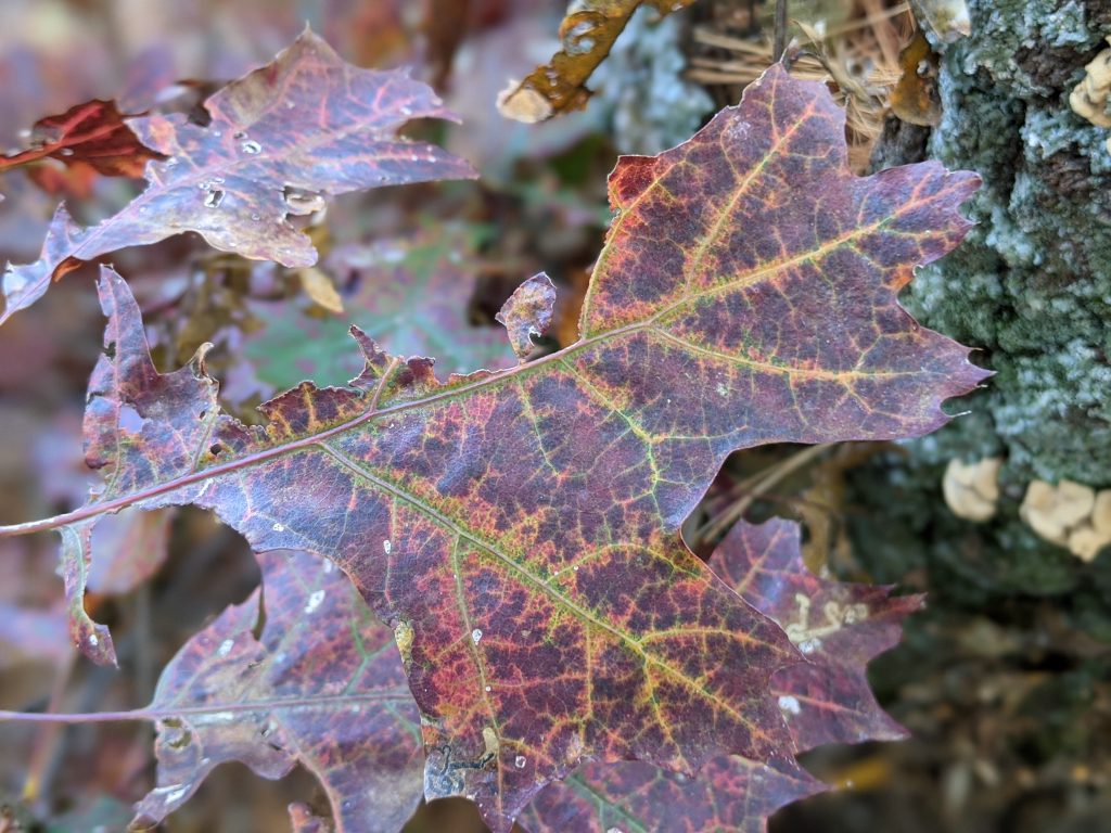 Fall leaf - purple with yellow veins - October 2020 - Ashland State Park